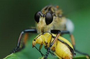 シオヤアブ | 昆虫図鑑